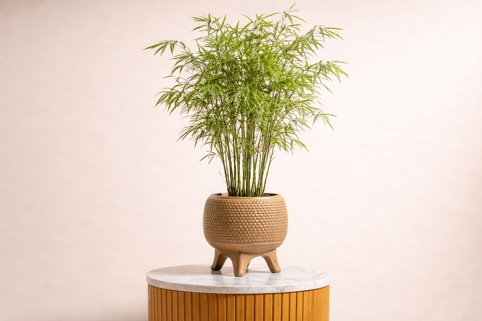 Your Guide to The Best Pet-Friendly Flowers & Plants