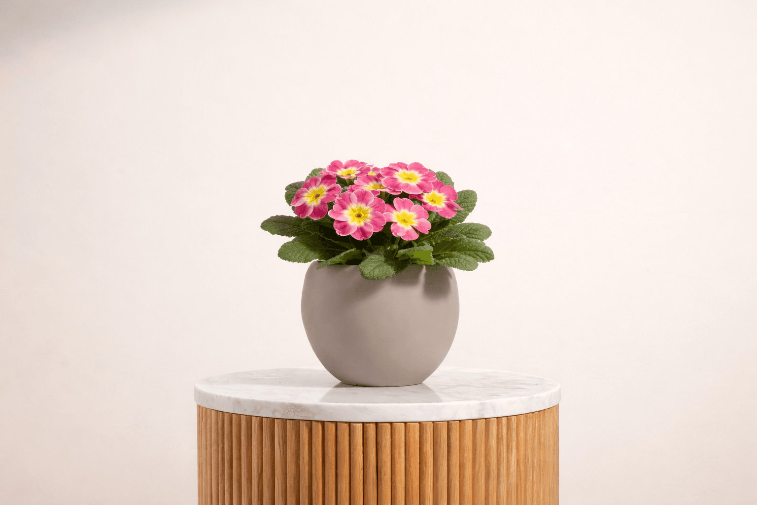 February Birth Flowers: Your Ultimate Guide