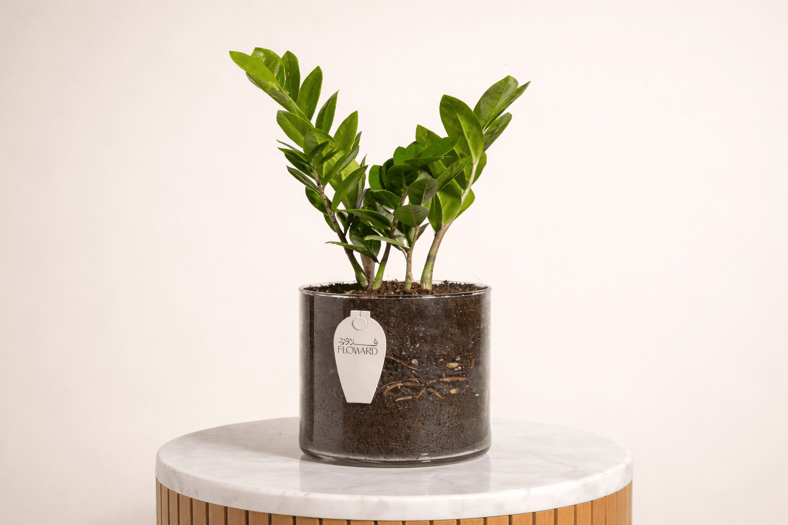 5 Low Maintenance Indoor Plants for Busy People